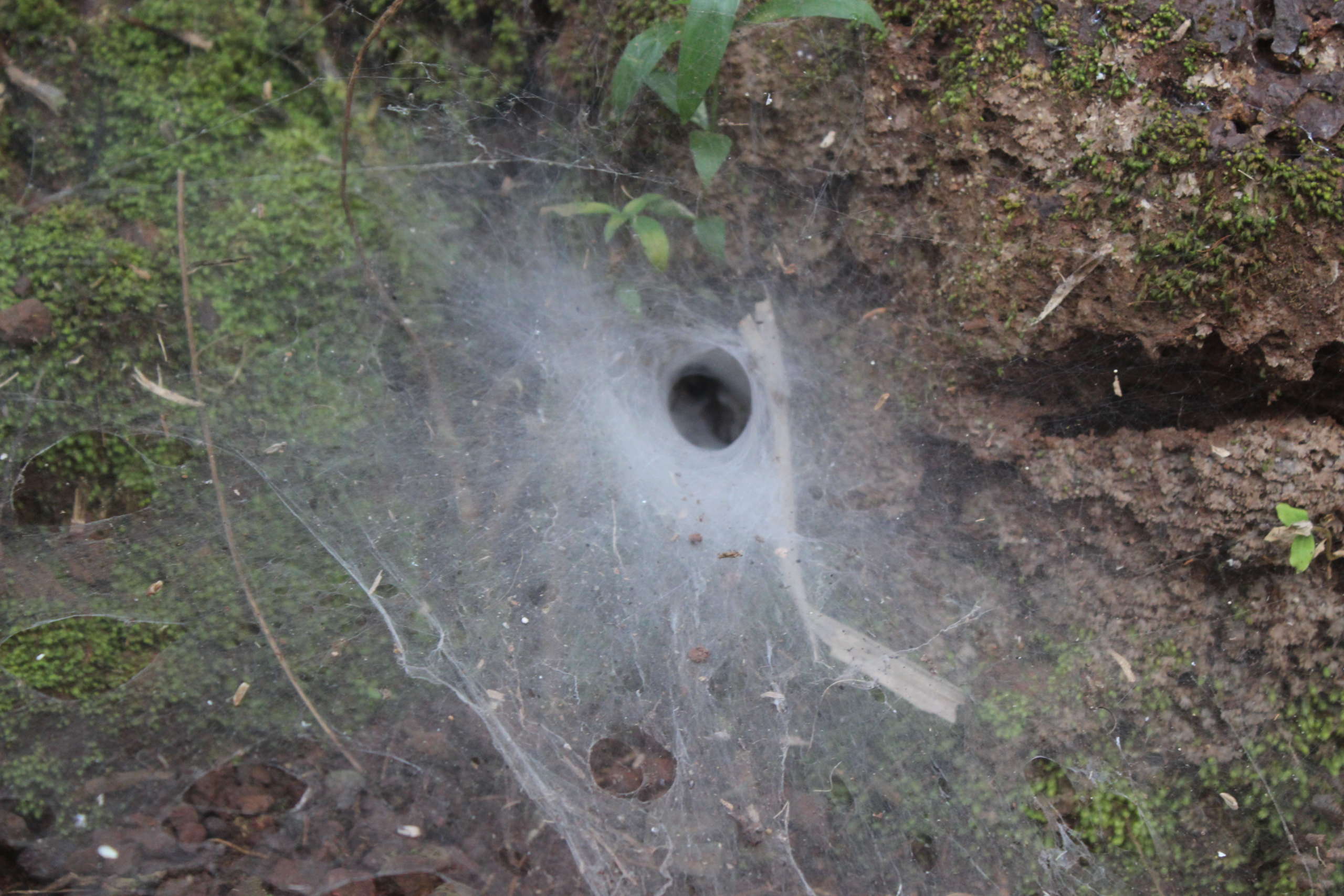 Siddhan Inamdar - निसर्ग रंग