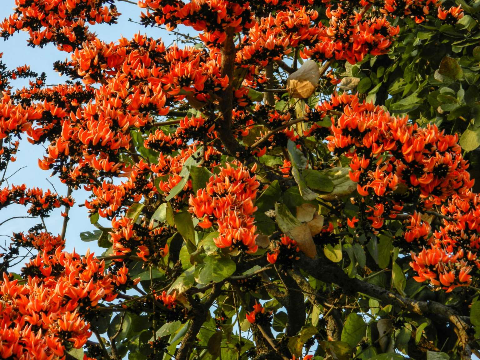 पळसाला पानं तीनच.. Flame of Forest - Palash - Parrot Tree