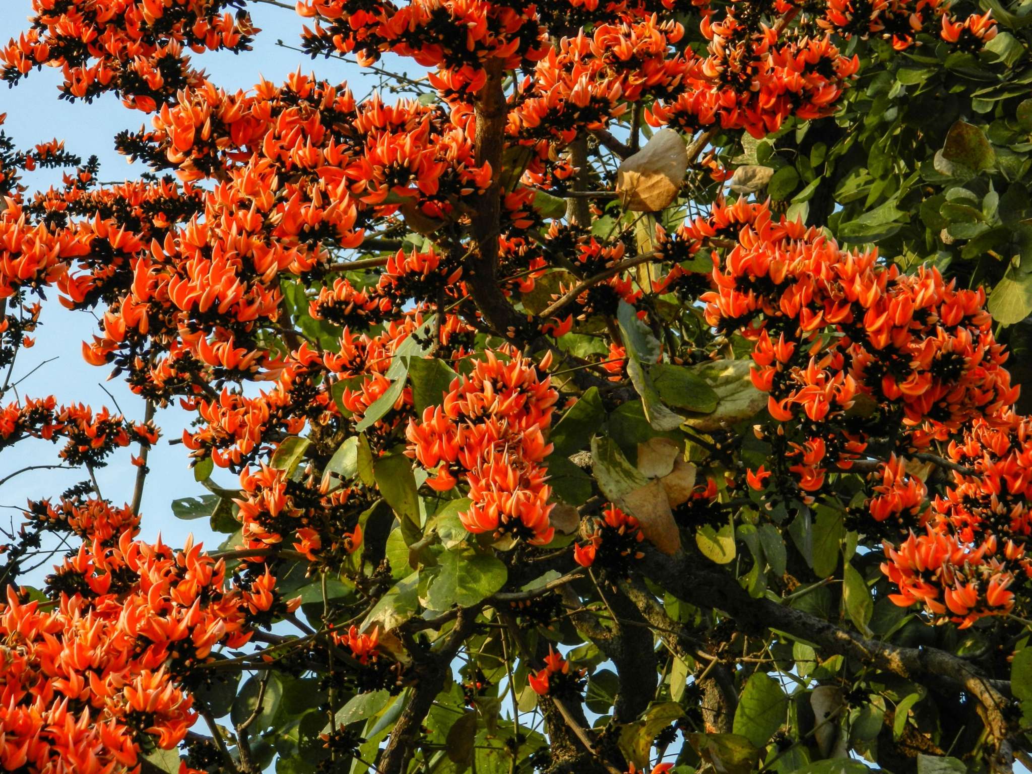 पळसाला पानं तीनच.. Flame of Forest - Palash - Parrot Tree