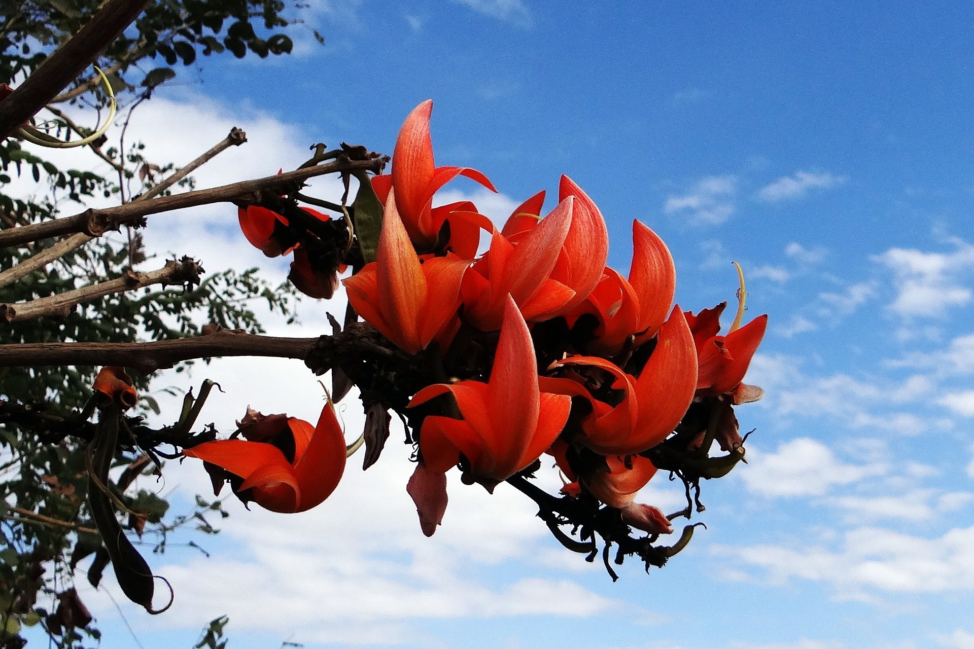 पळसाला पानं तीनच.. Flame of Forest - Palash - Parrot Tree