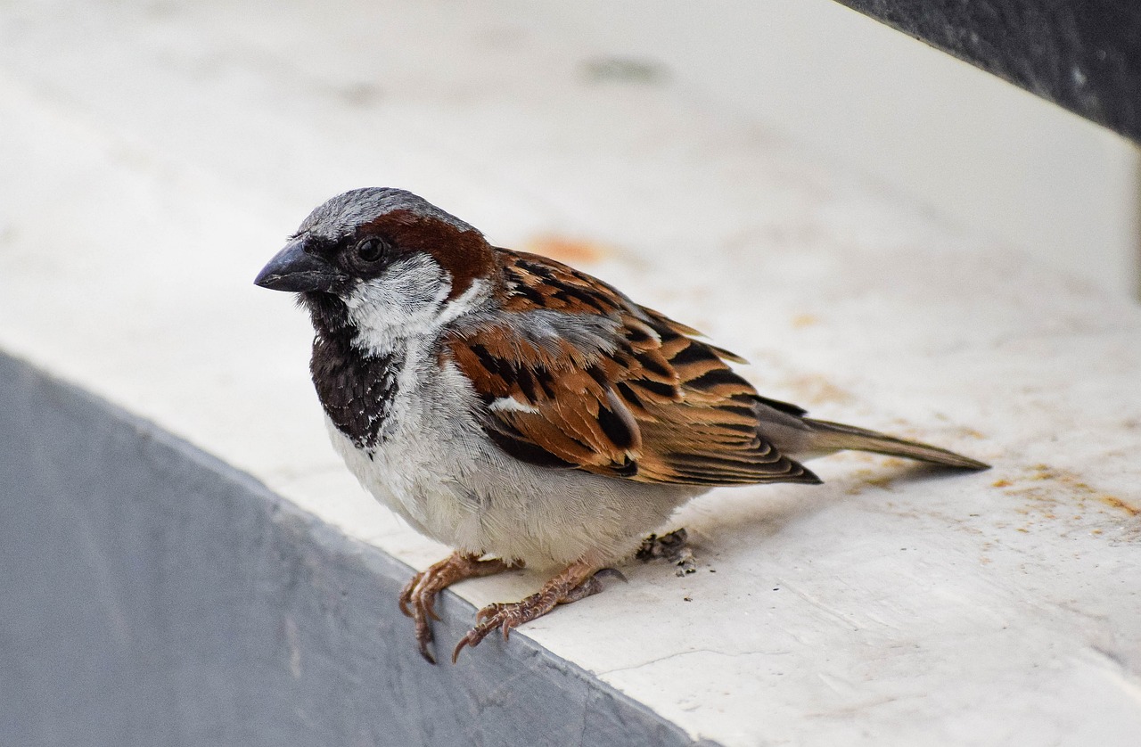 १८ ते २० मार्चला होणार चिमणी गणना World Sparrow Day