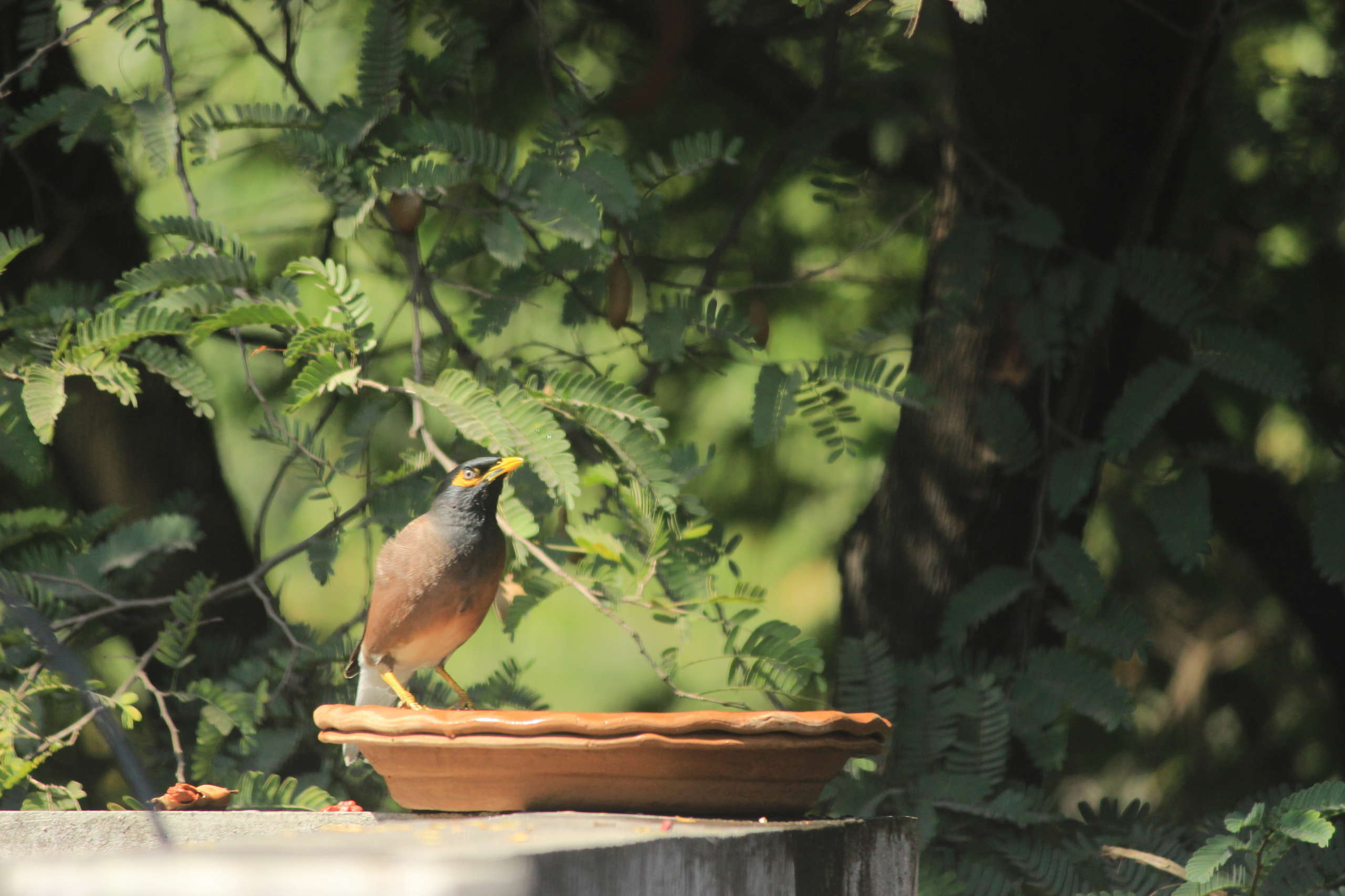 Water for Birds पक्ष्यांनाही लागते तहान
